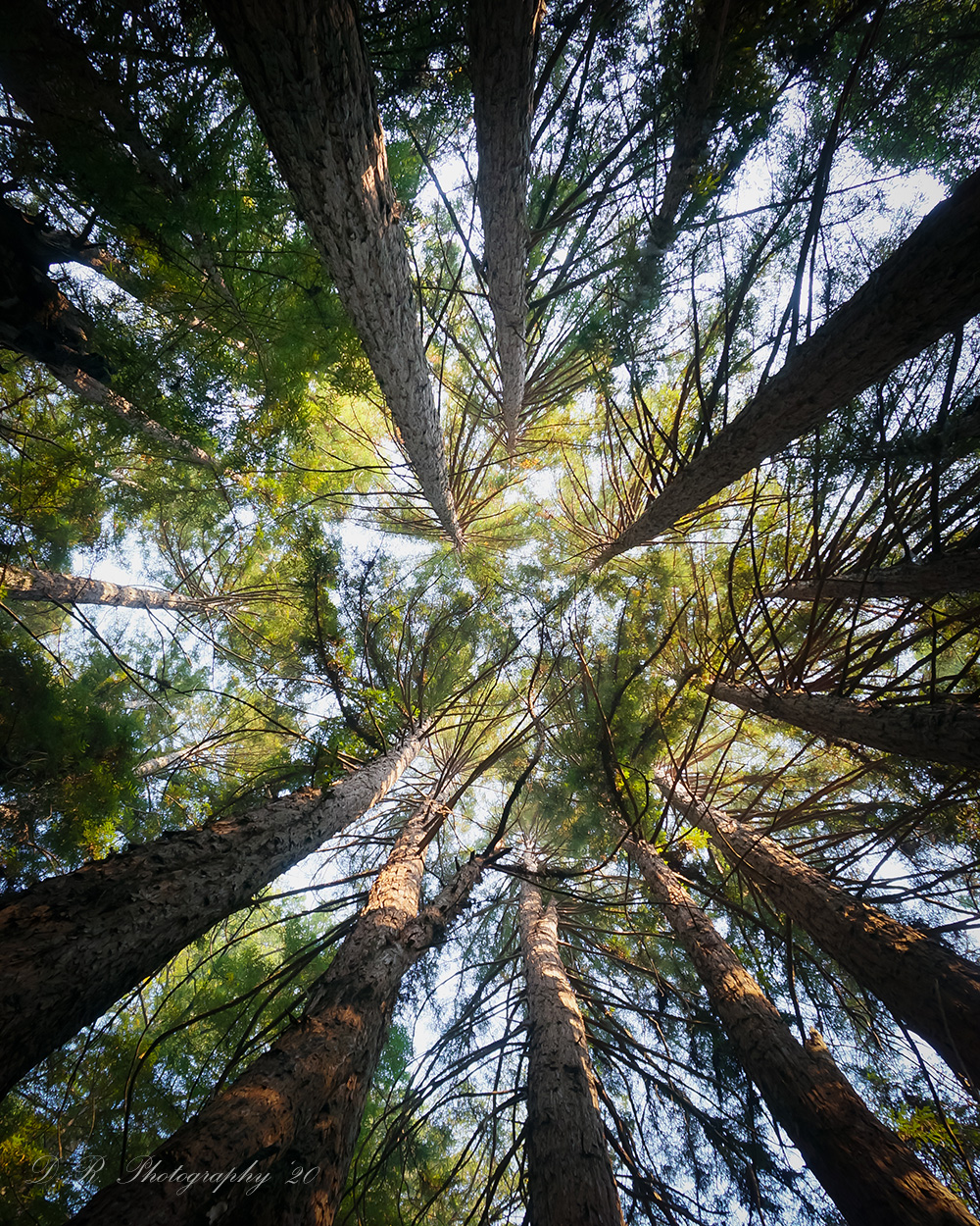 Our Friends – Idyllwild – Pine Cove California Guide to Idyllwild Ca, USA